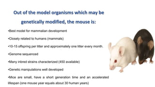 Mouse model: Pros & Cons | PPTX