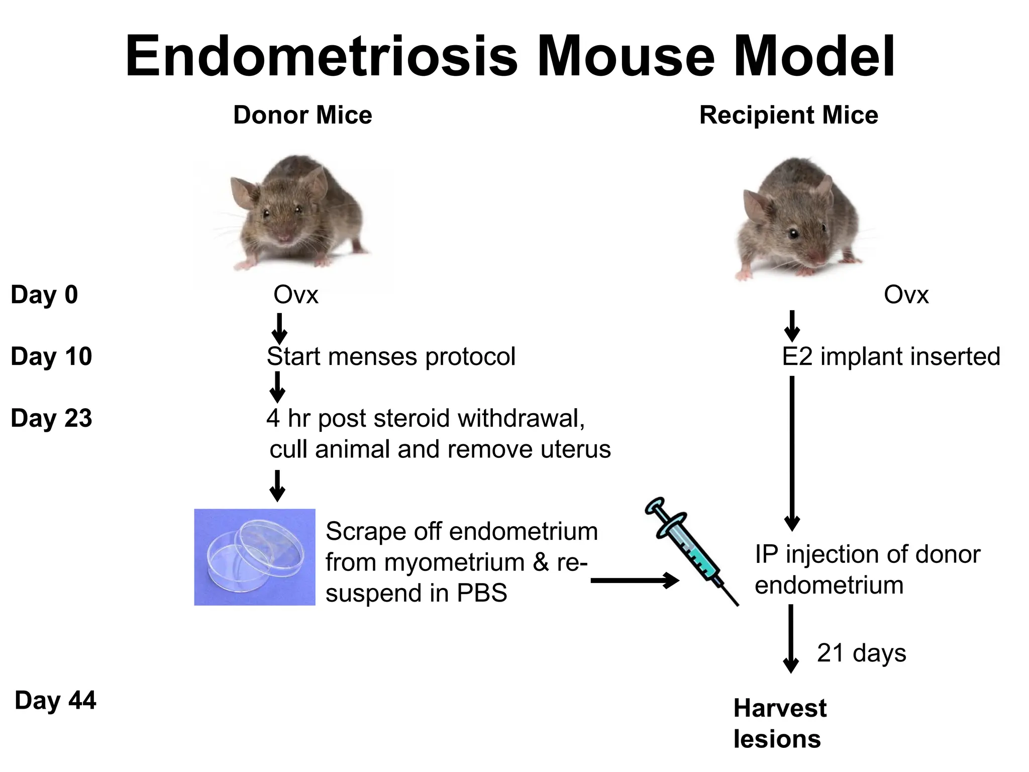 model hewan coba endometriosis memakai mice | PPTX