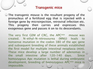 Mouse models of colorectal cancer | PPTX