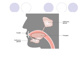 Digestion in the mouth | PPT