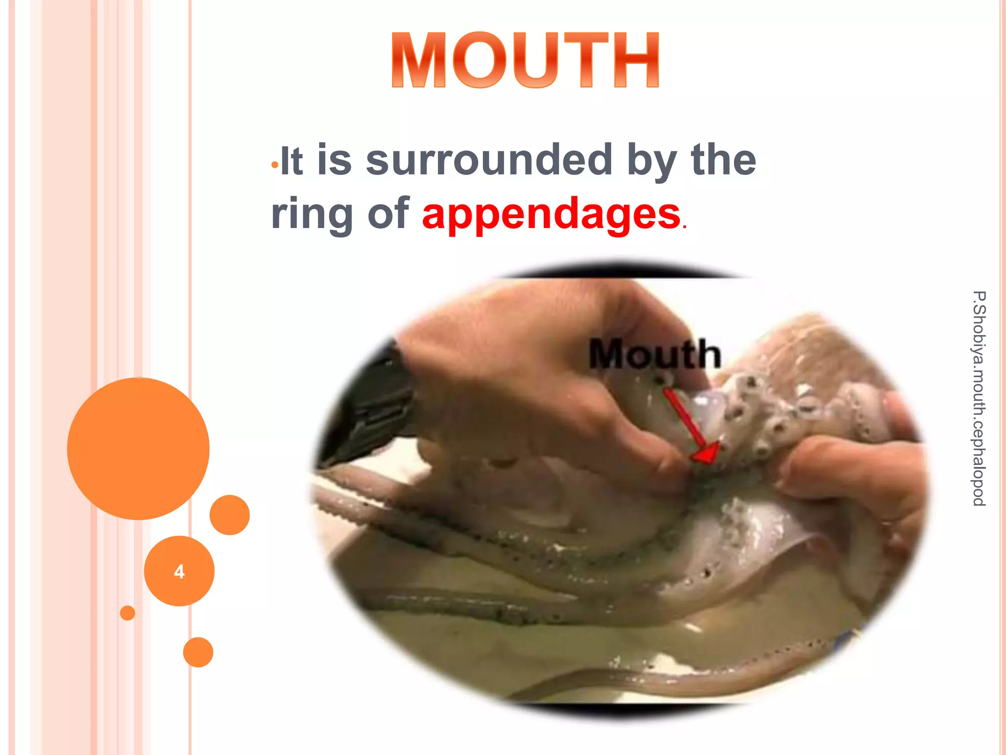 Cephalopods mouth | PPTX