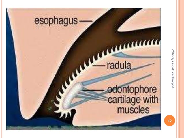 Cephalopods mouth | PPTX