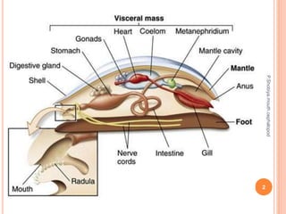 Cephalopods mouth | PPTX