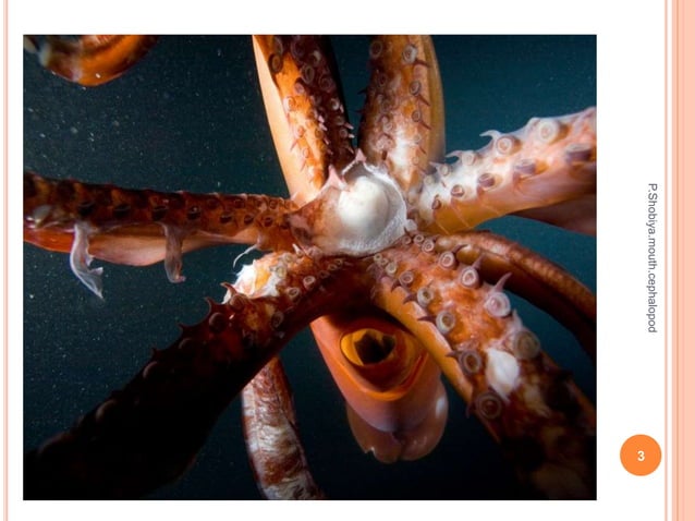 Cephalopods mouth | PPTX