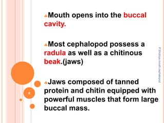 Cephalopods mouth | PPTX