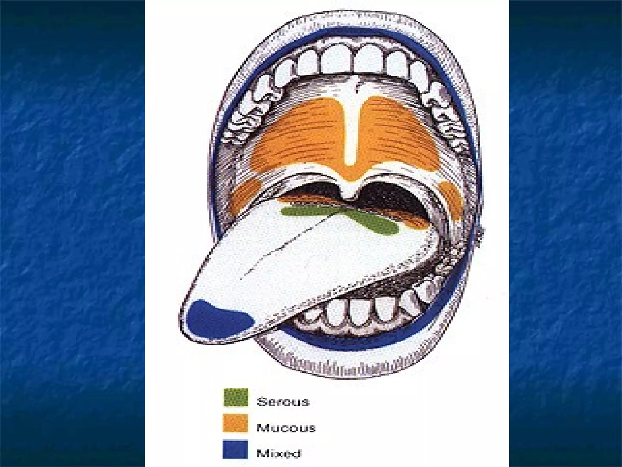 Mouth and esophagus ( anatomy , physiology) | PPT