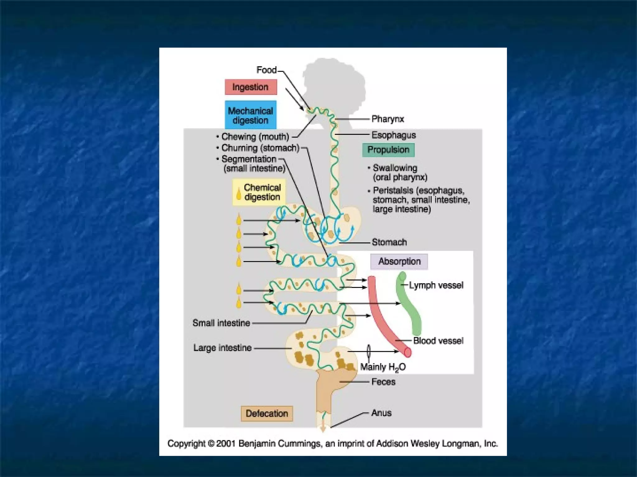 Mouth and esophagus ( anatomy , physiology) | PPT