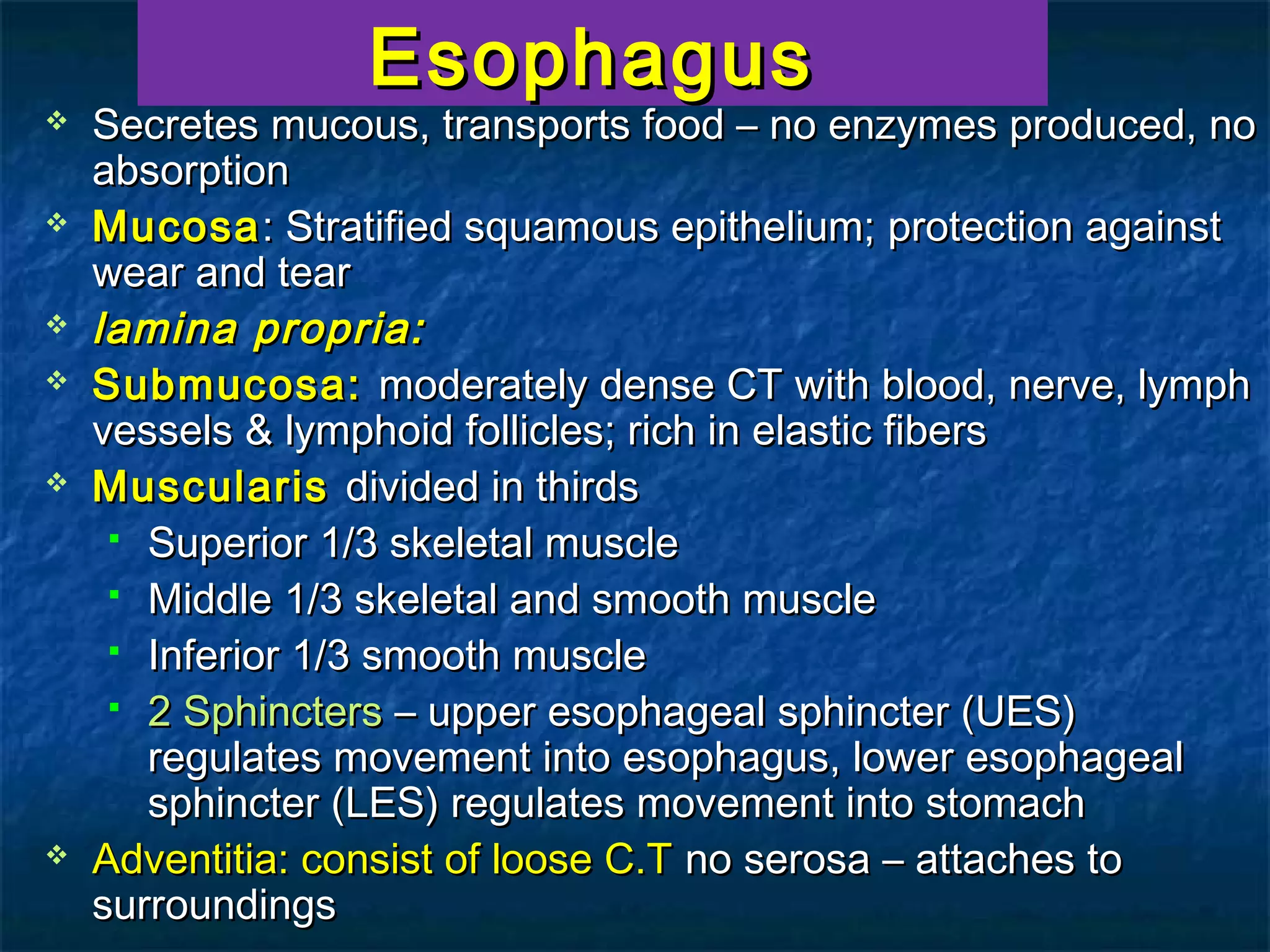 Mouth and esophagus ( anatomy , physiology) | PPT