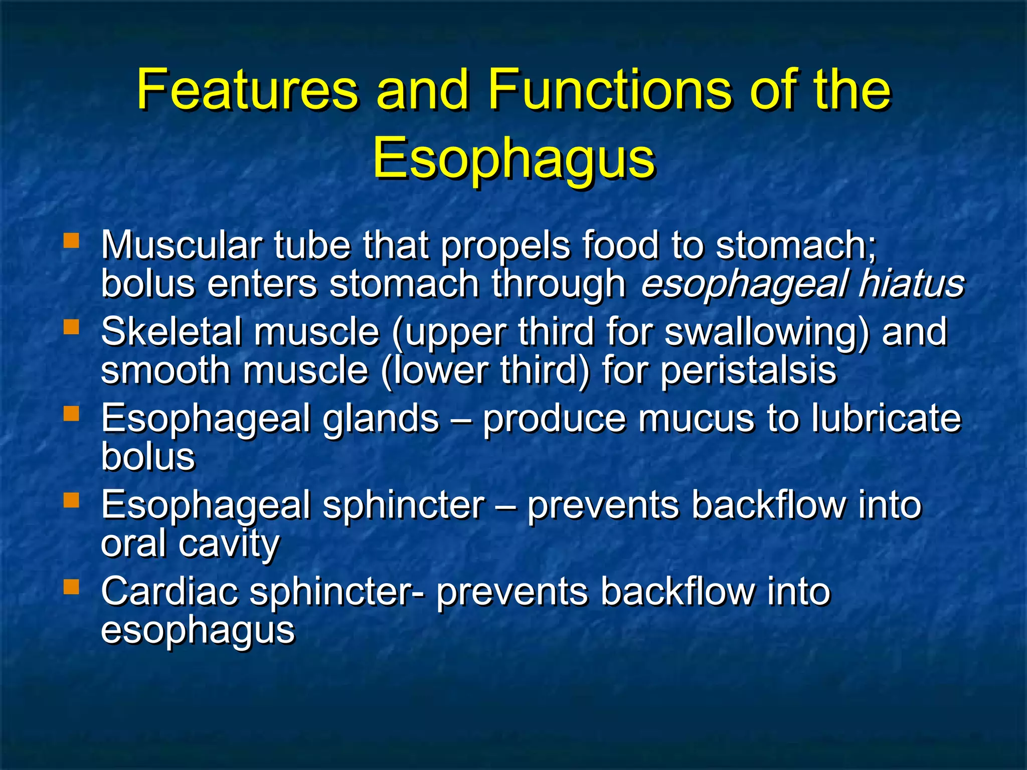 Mouth and esophagus ( anatomy , physiology) | PPT