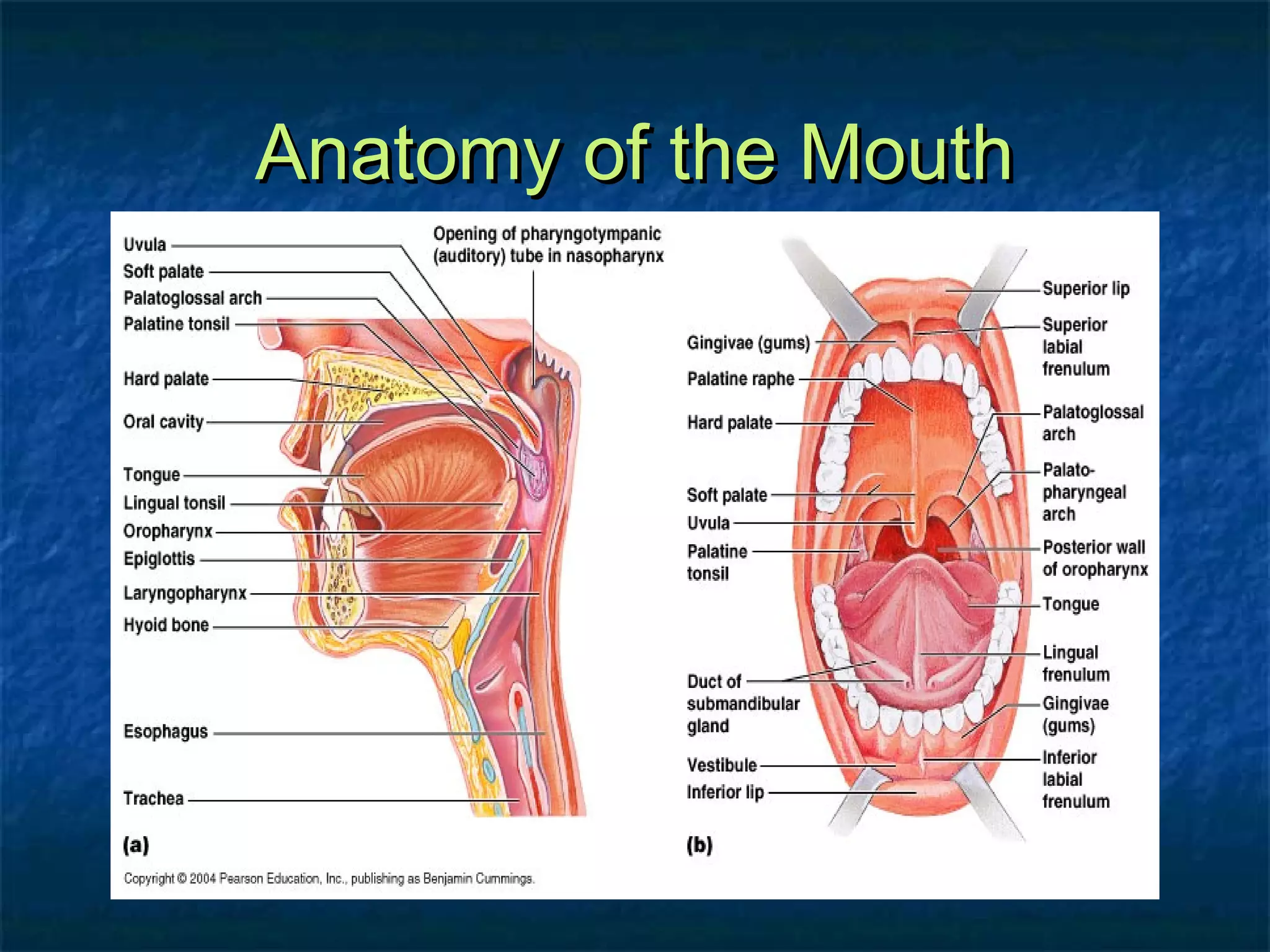 Mouth and esophagus ( anatomy , physiology) | PPT