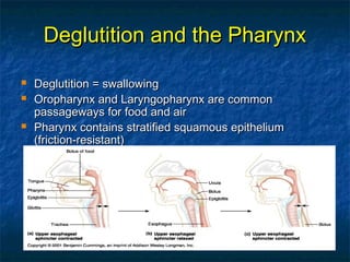Mouth and esophagus ( anatomy , physiology) | PPT