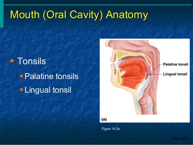 The Mouth Pharynx And Esophagus Anatomy And Physiology Ii