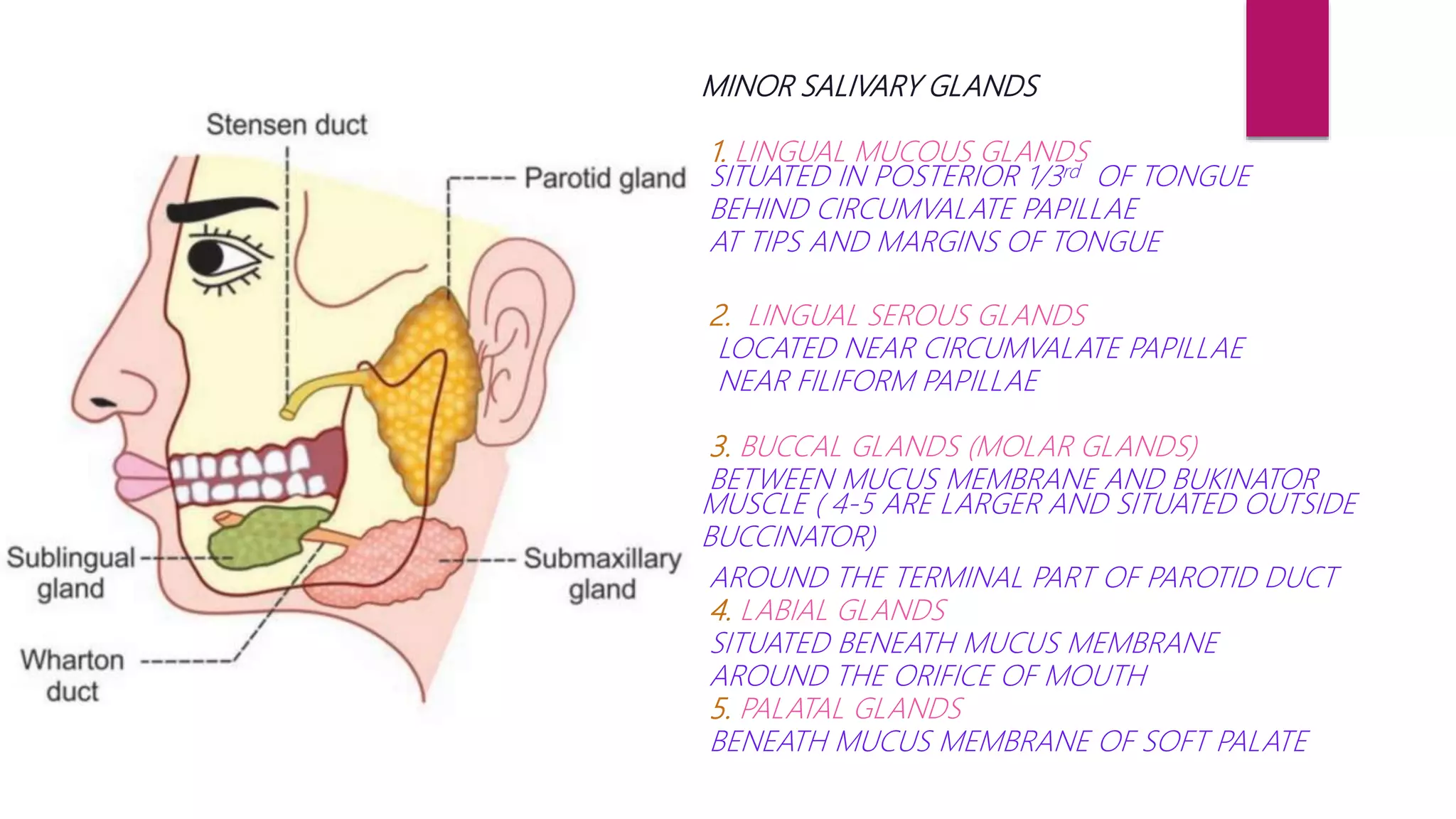 Mouth and salivary glands | PPTX
