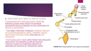 Mouth and salivary glands | PPTX