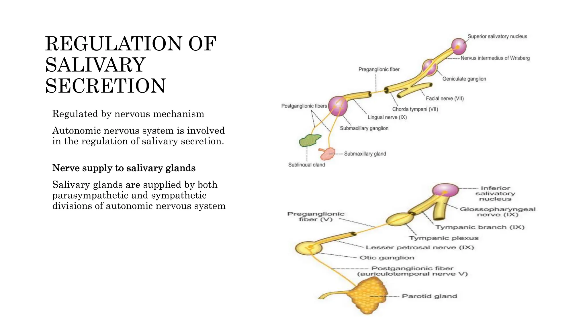 MOUTH AND SALIVARY GLANDS.pptx DIGESTIVE SYSTEM | PPTX