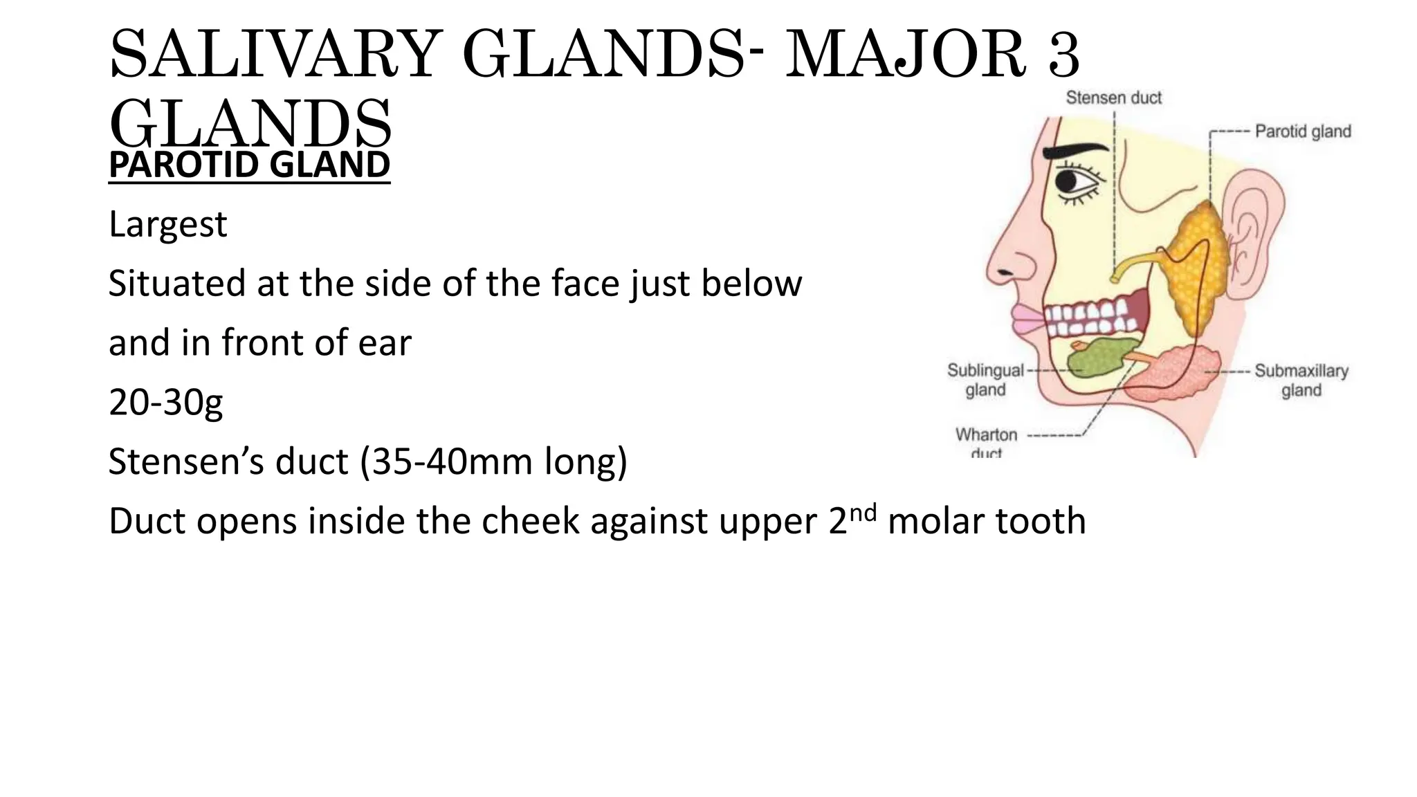 MOUTH AND SALIVARY GLANDS.pptx DIGESTIVE SYSTEM | PPTX
