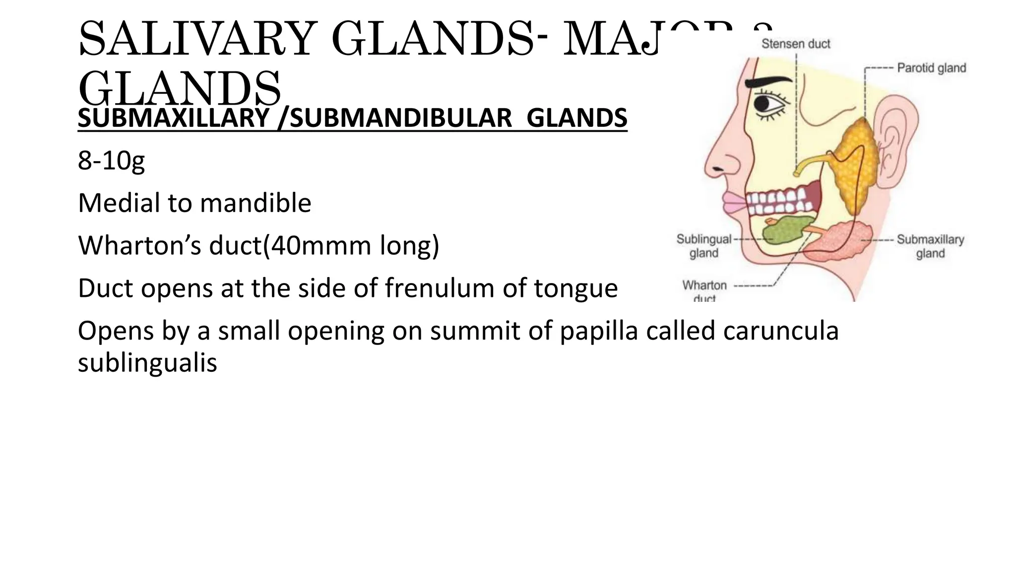 MOUTH AND SALIVARY GLANDS.pptx DIGESTIVE SYSTEM | PPTX