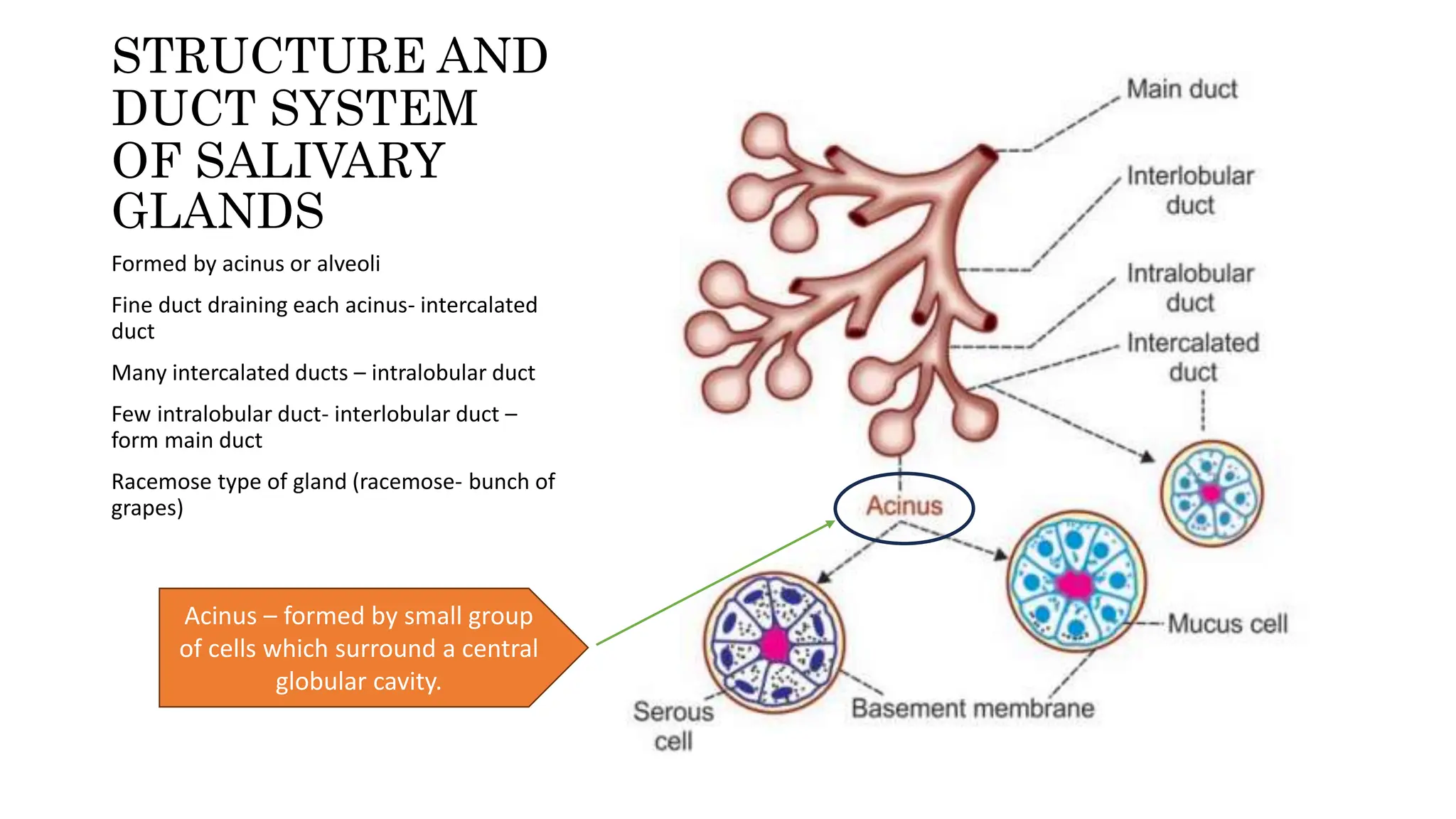 MOUTH AND SALIVARY GLANDS.pptx DIGESTIVE SYSTEM | PPTX