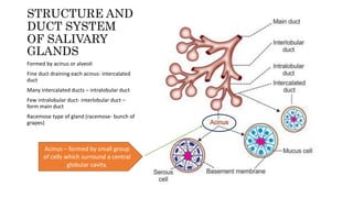 MOUTH AND SALIVARY GLANDS.pptx DIGESTIVE SYSTEM | PPTX