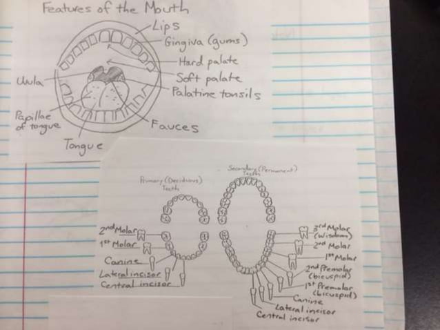 Mouth diagrams | PPT