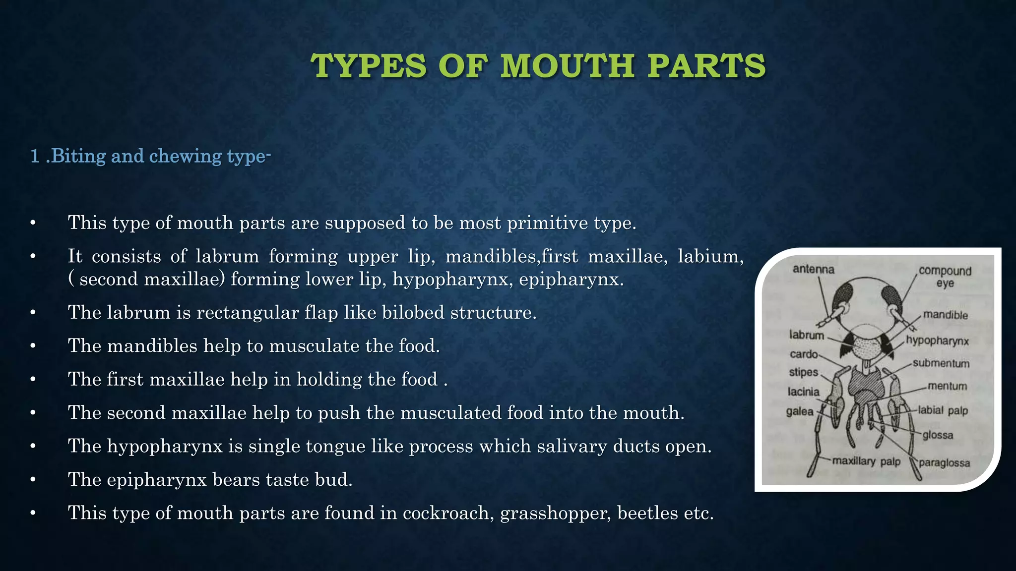 Mouth part of insect-3.pptx