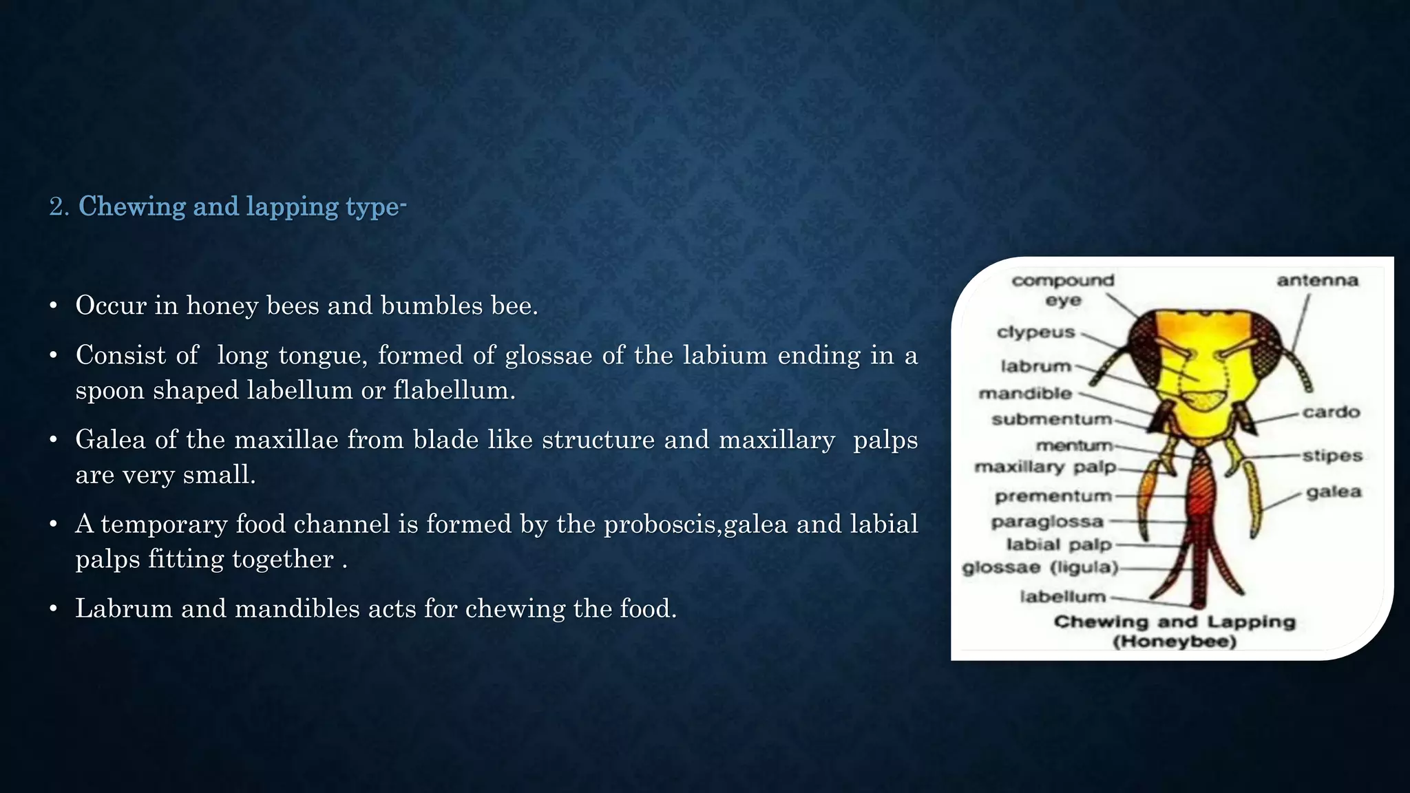 Mouth part of insect-3.pptx