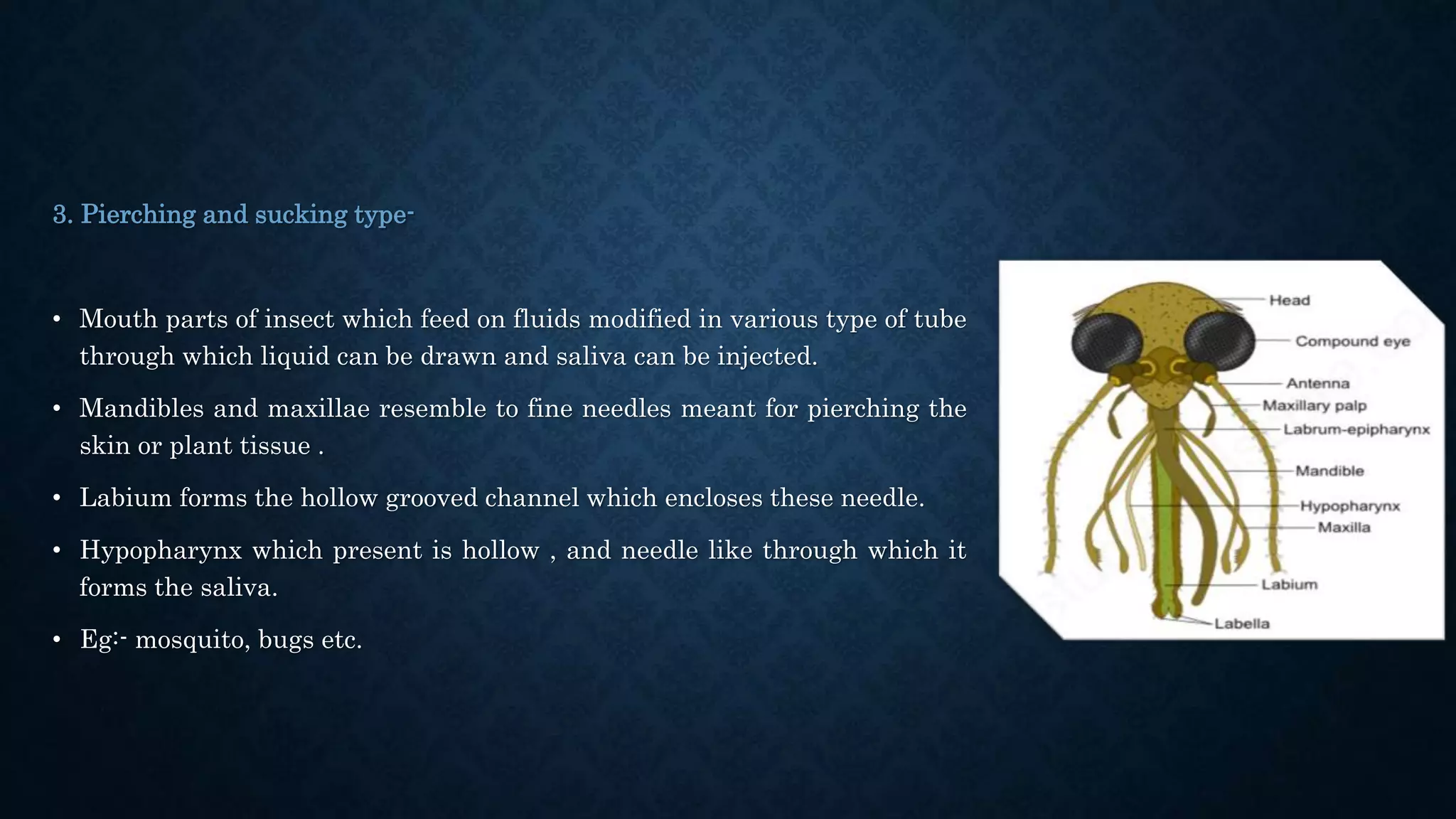Mouth part of insect-3.pptx | Beekeeping | Hobbies & Interests
