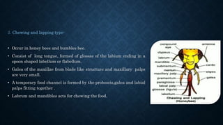 Mouth part of insect-3.pptx