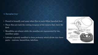 Mouth part of insect-3.pptx