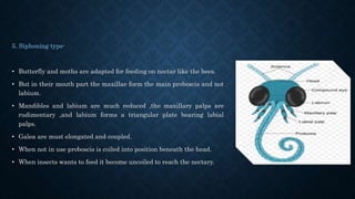 Mouth part of insect-3.pptx