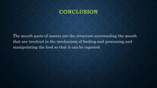 Mouth part of insect-3.pptx