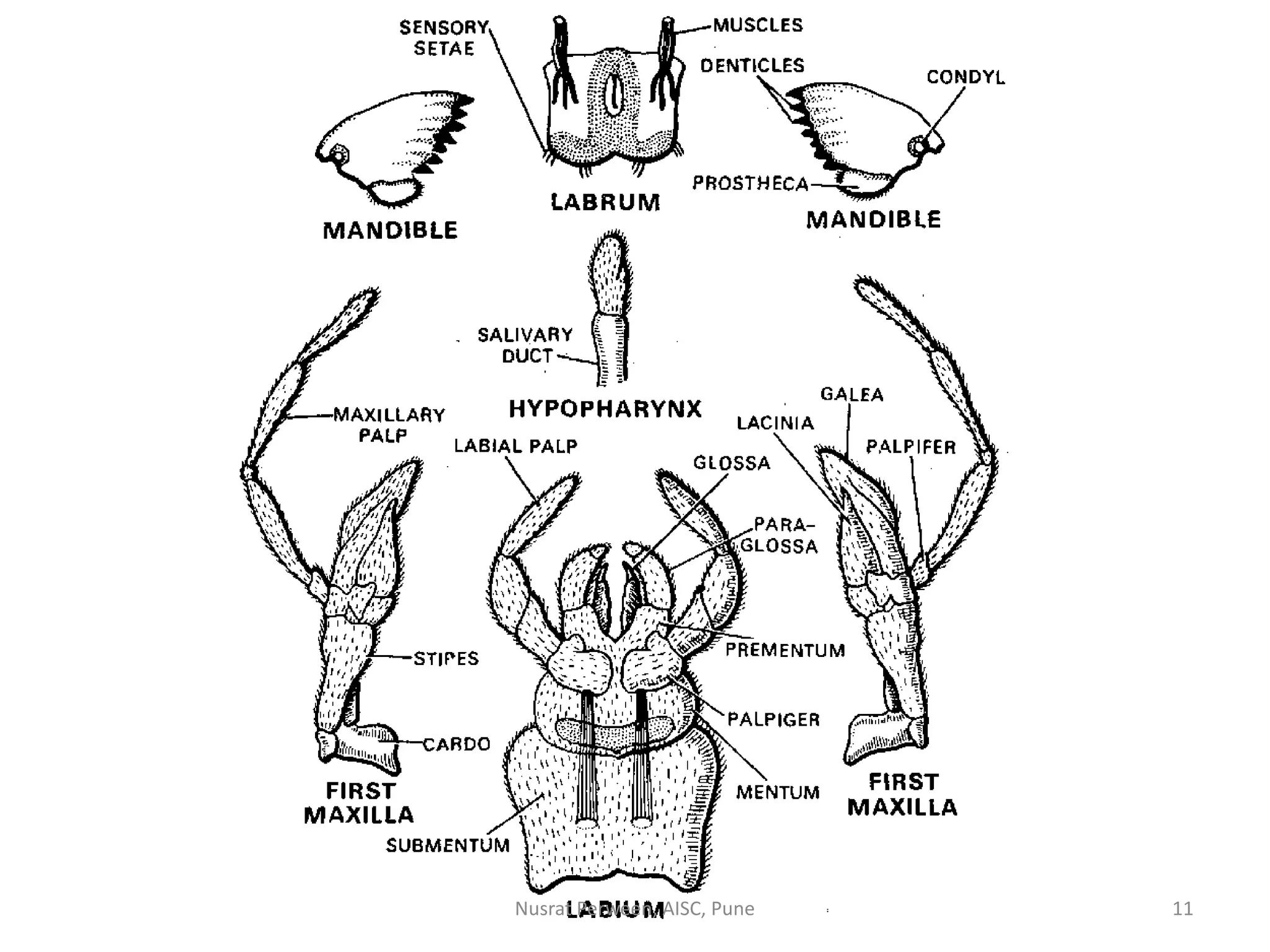 Mouth parts of insect | PPTX | Dental Health | Diseases and Conditions