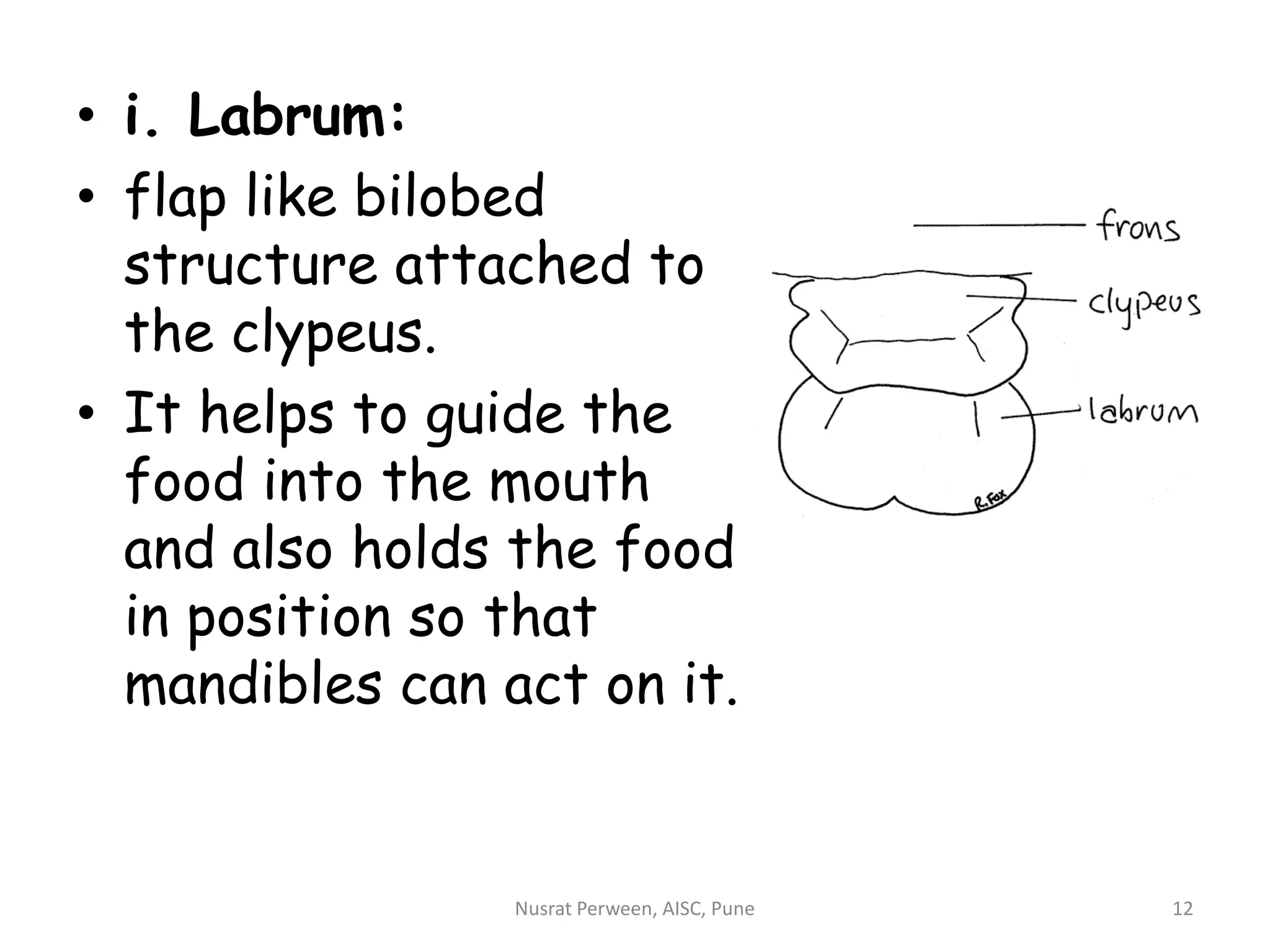 Mouth parts of insect | PPTX