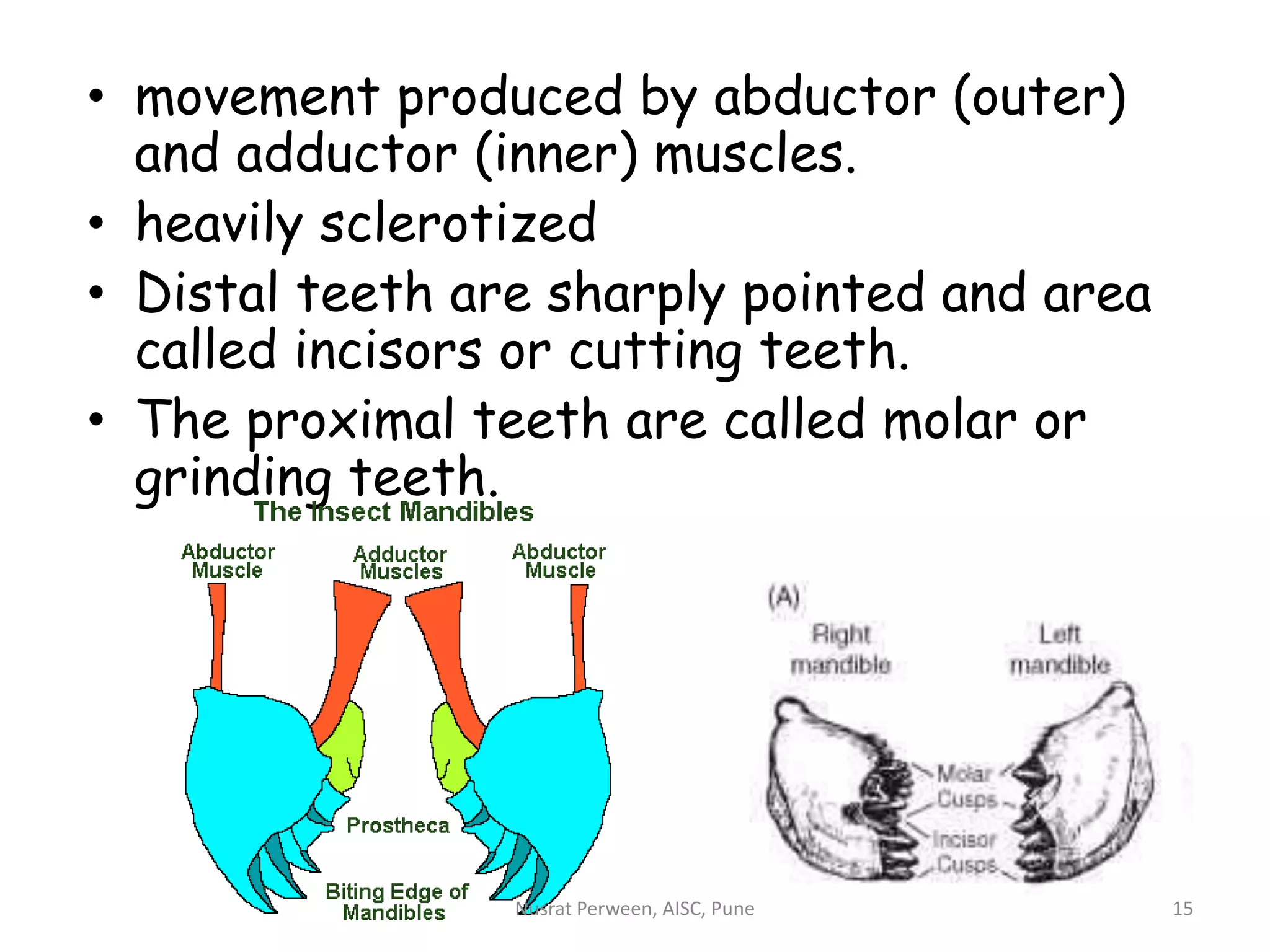 Mouth parts of insect | PPTX