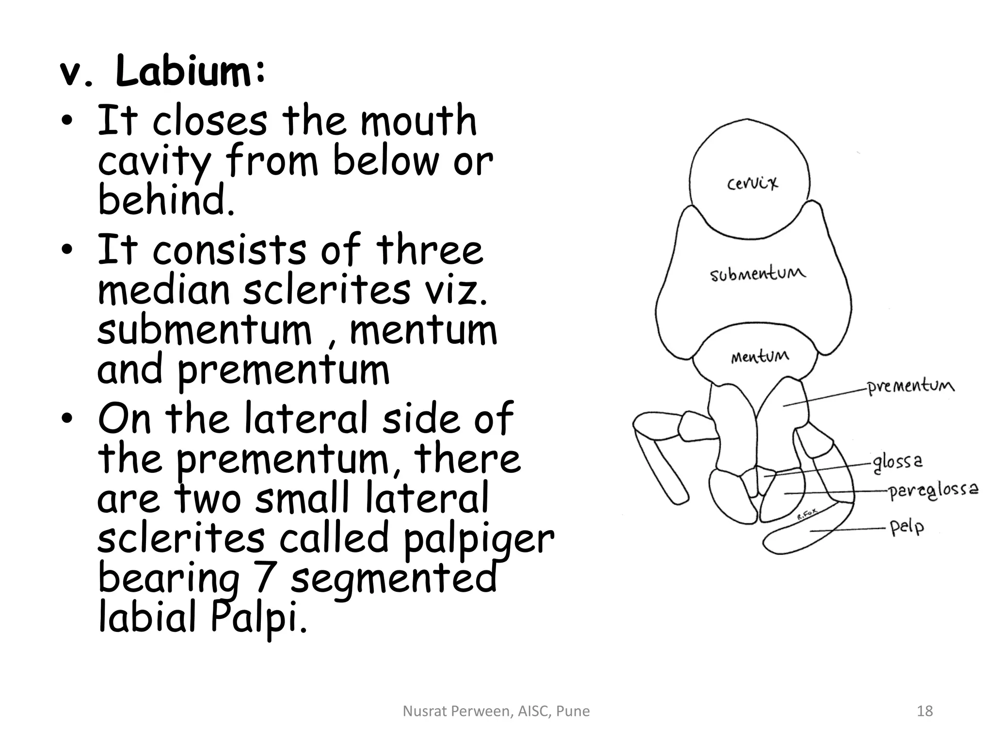 Mouth parts of insect | PPTX