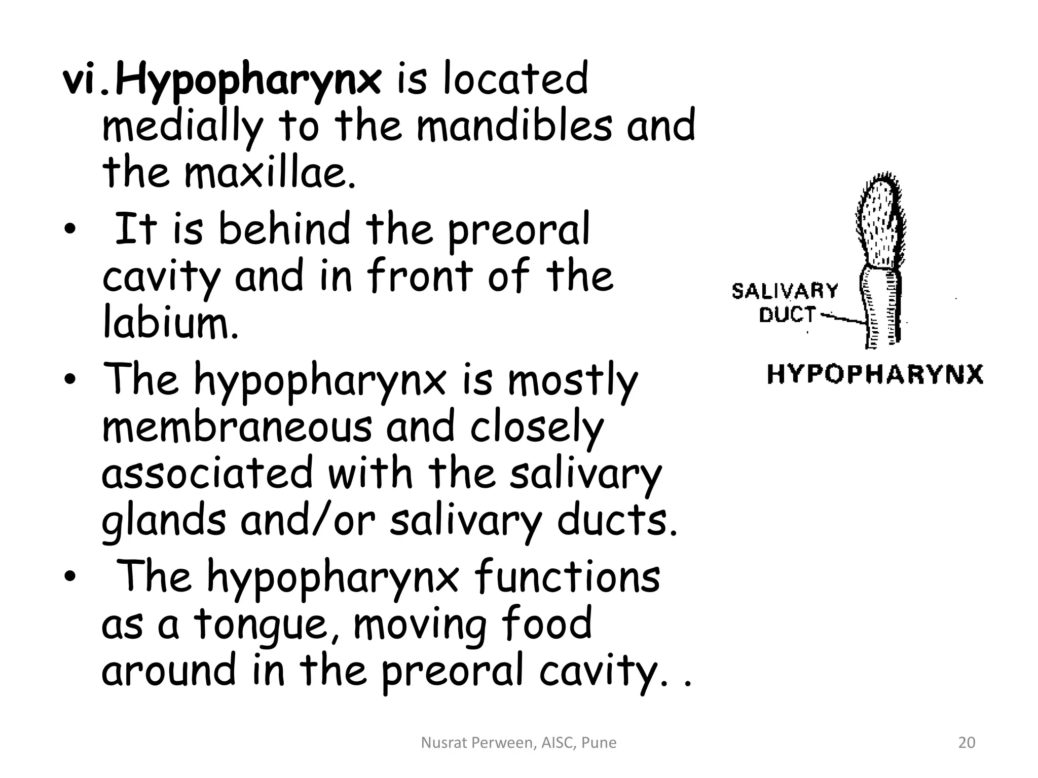 Mouth parts of insect | PPTX | Dental Health | Diseases and Conditions
