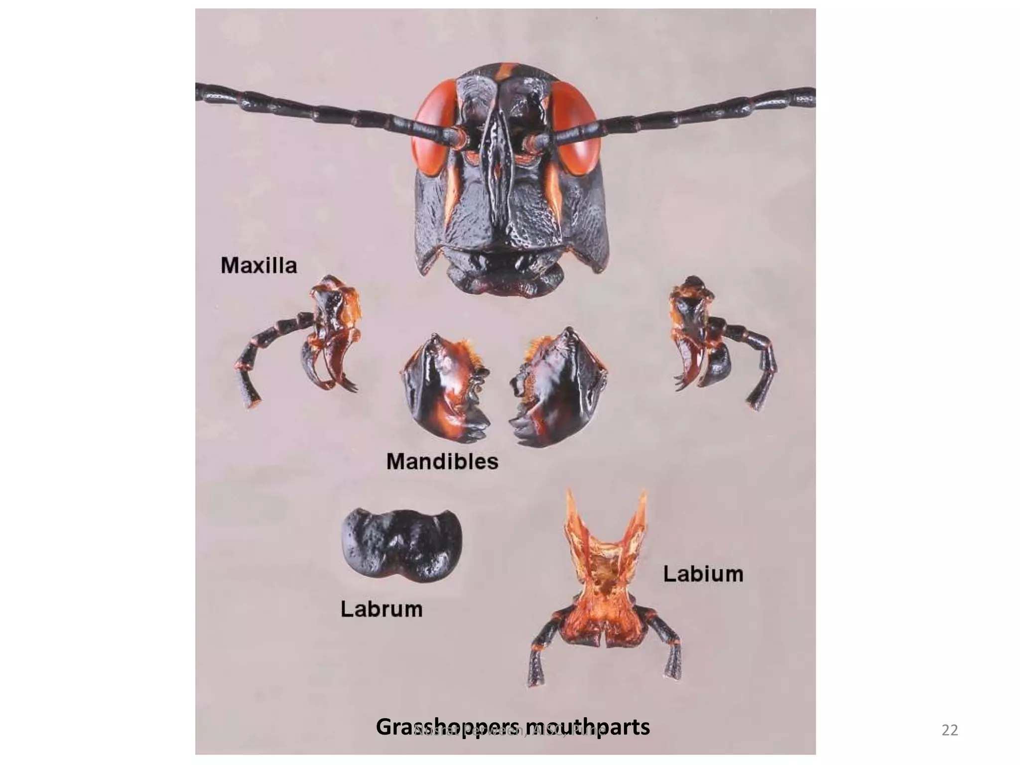 Mouth parts of insect | PPTX | Dental Health | Diseases and Conditions