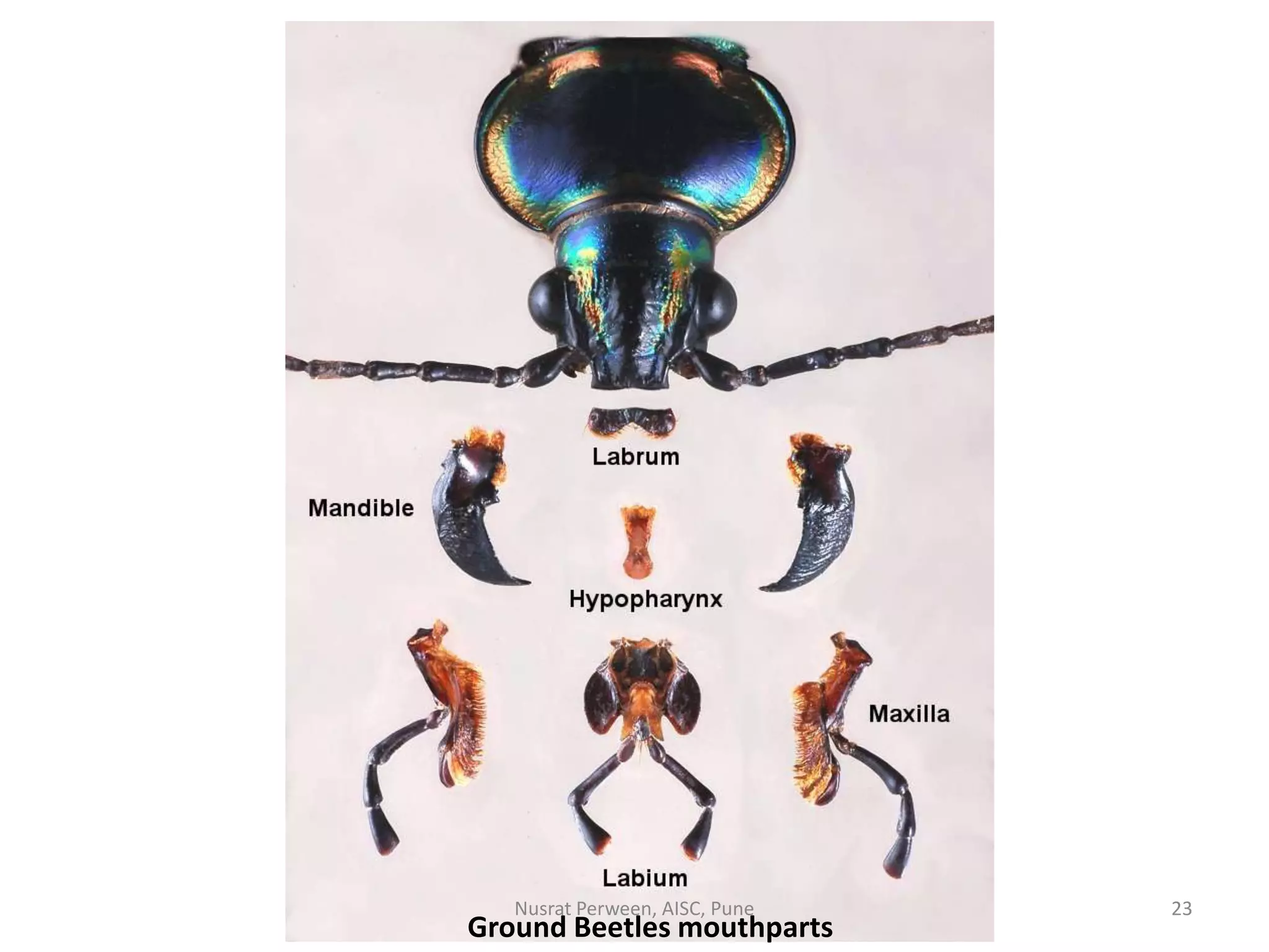 Mouth parts of insect | PPTX | Dental Health | Diseases and Conditions