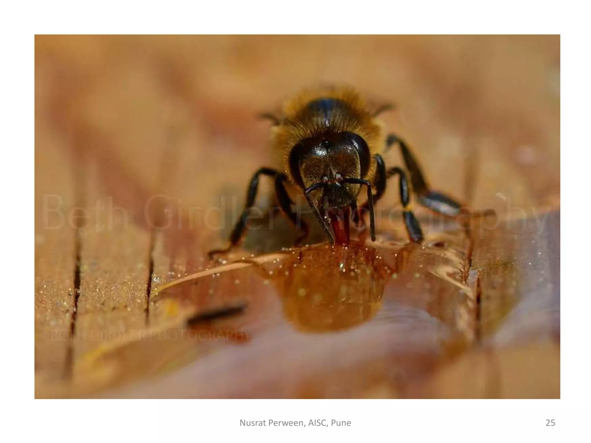 Mouth parts of insect | PPTX