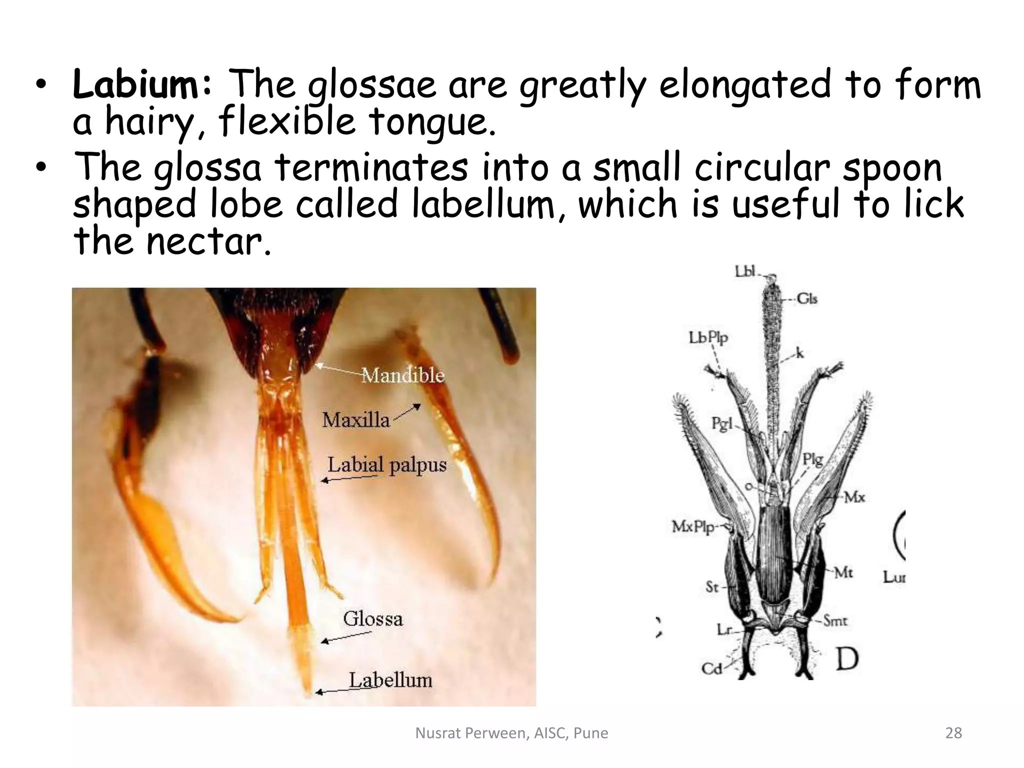 Mouth parts of insect | PPTX