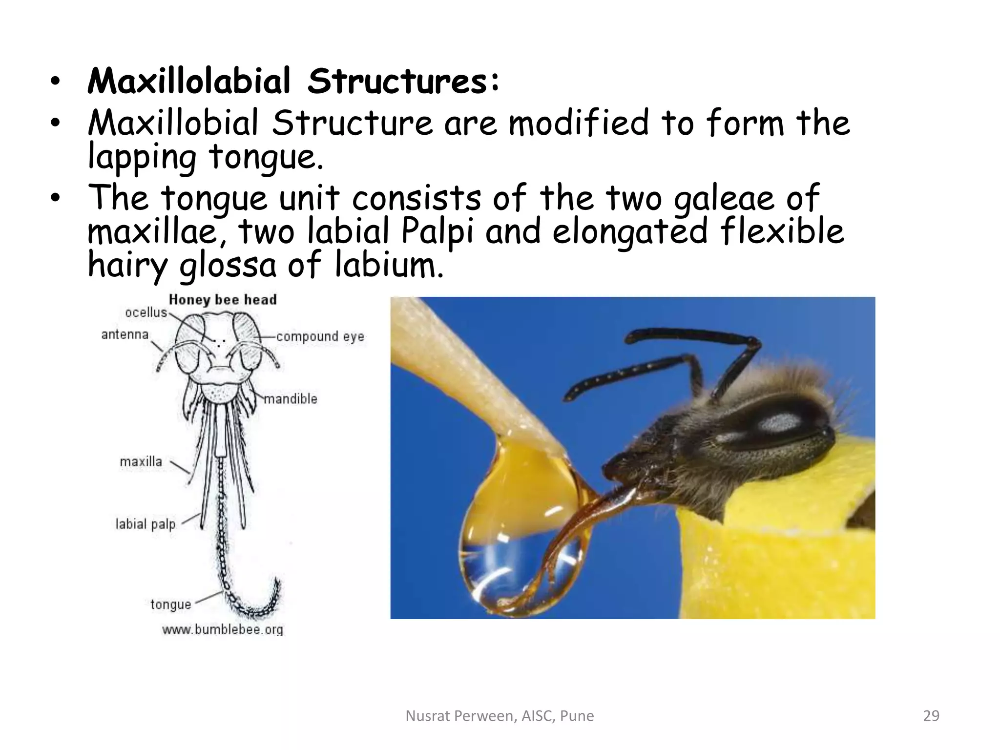 Mouth parts of insect | PPTX