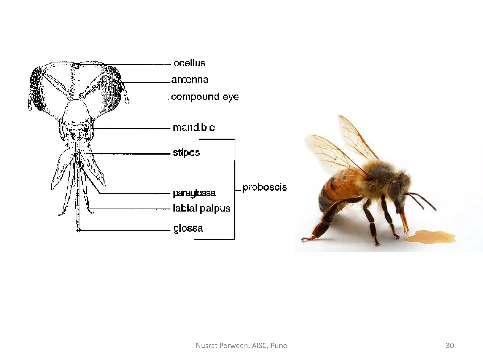 Mouth parts of insect | PPTX