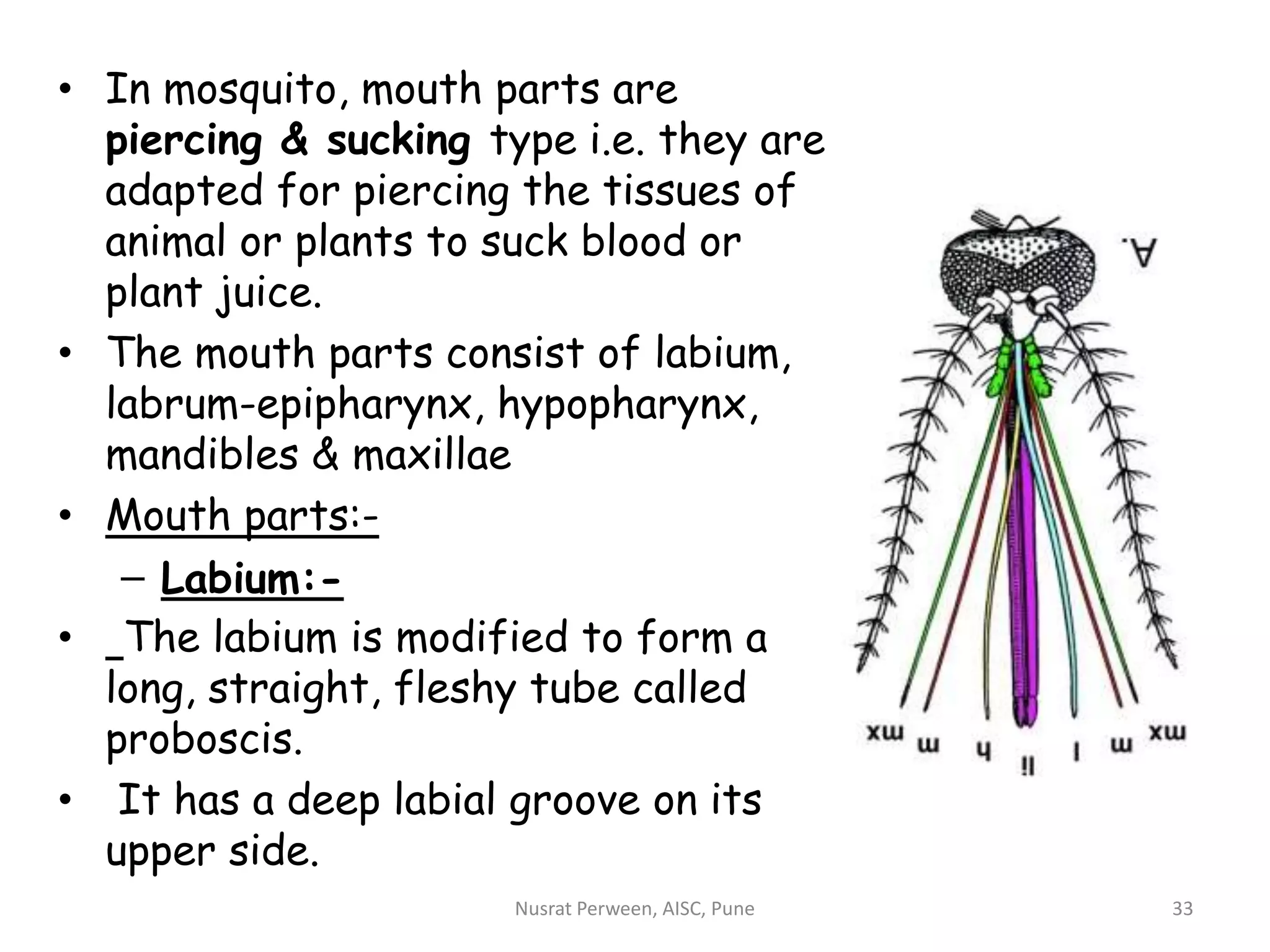 Mouth parts of insect | PPTX