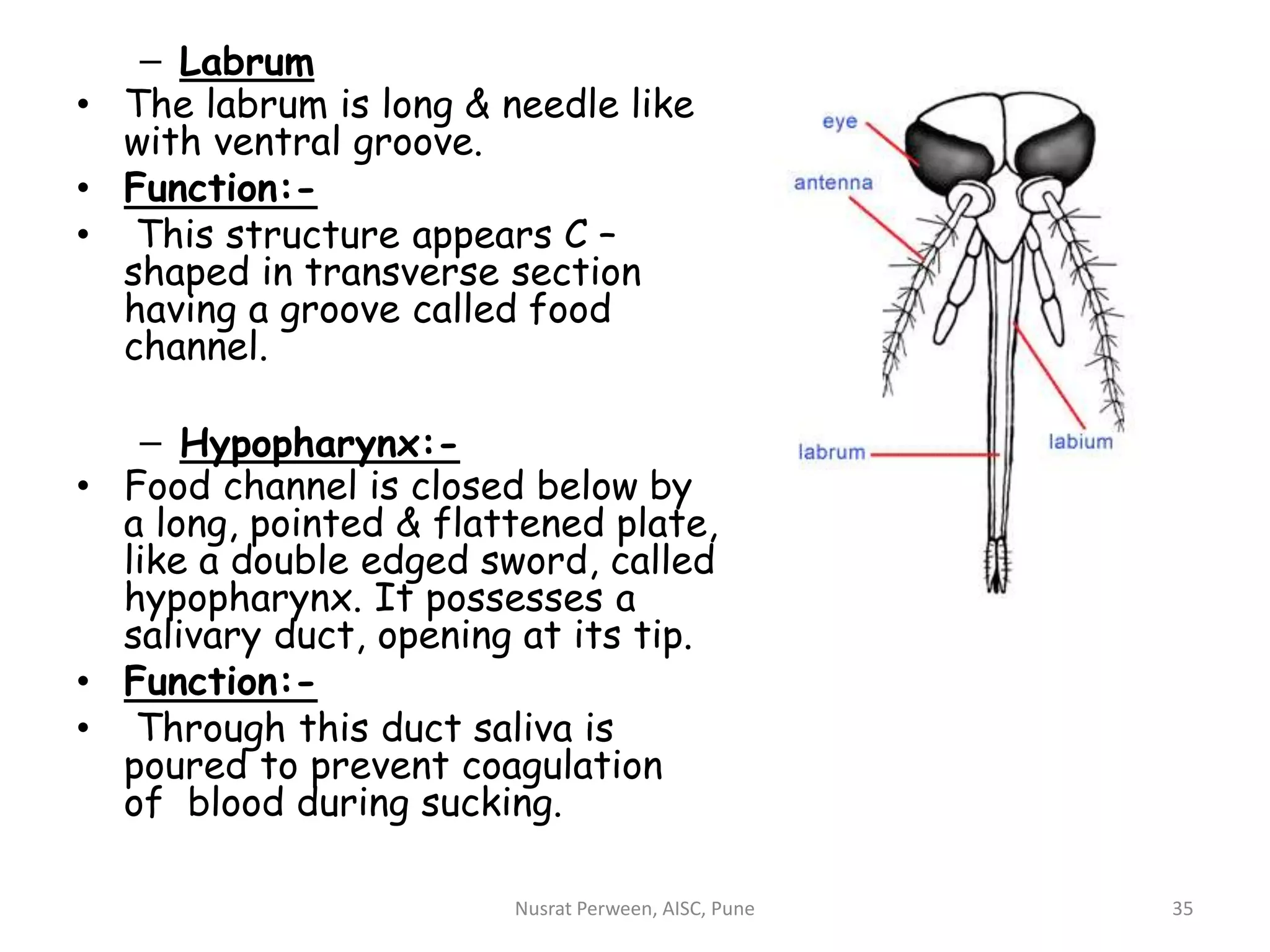 Mouth parts of insect | PPTX