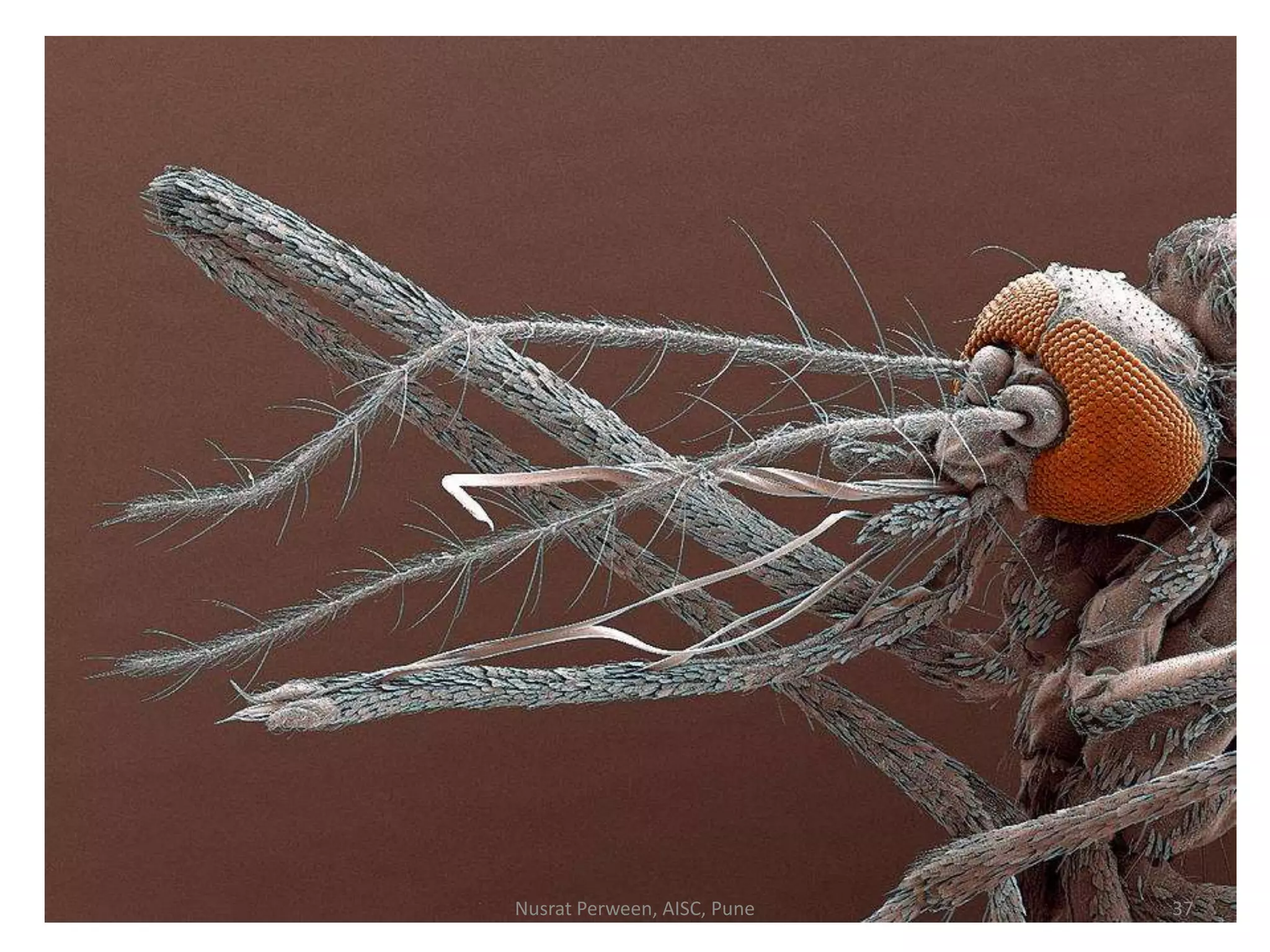 Mouth parts of insect | PPTX