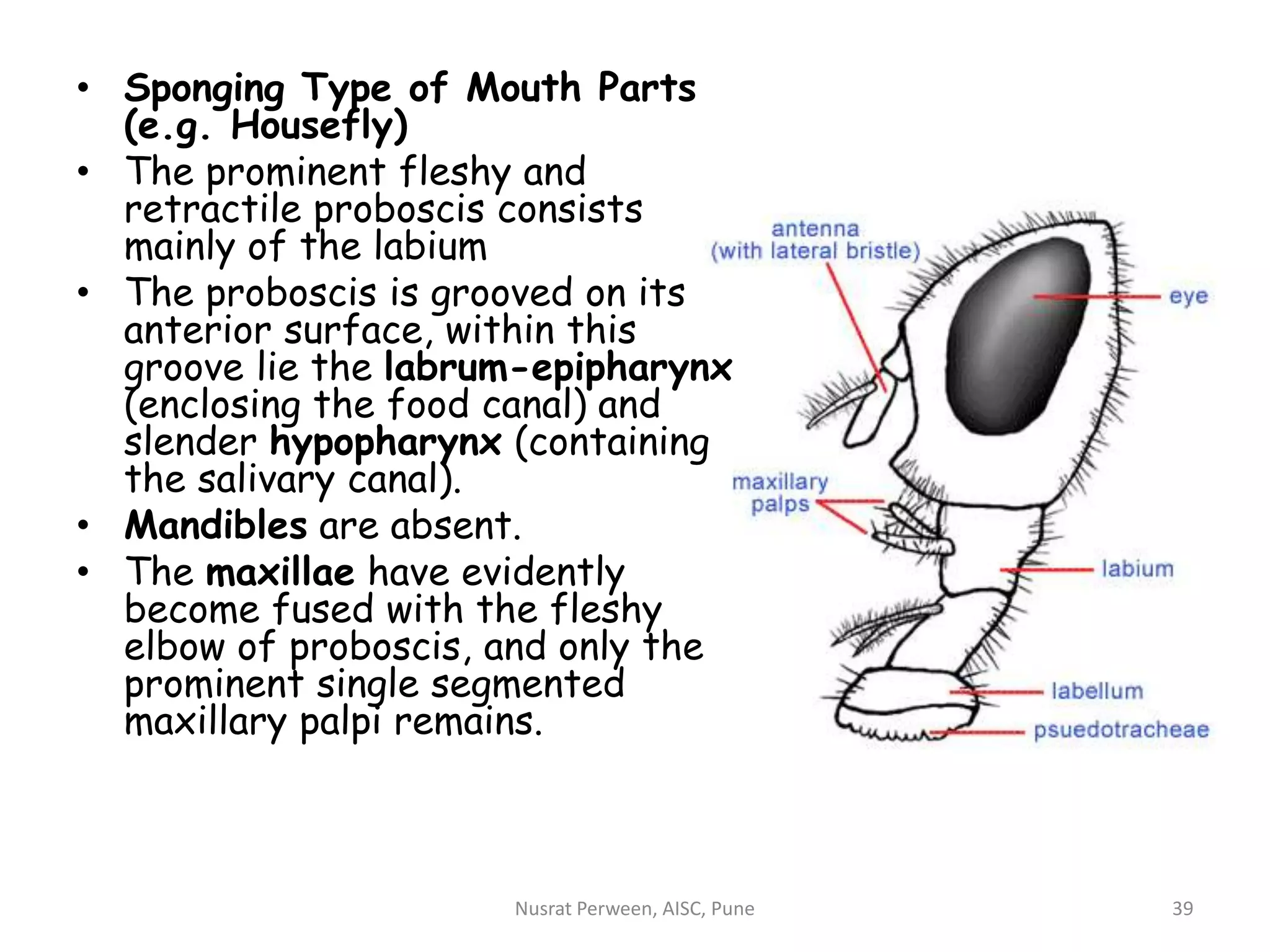 Mouth parts of insect | PPTX