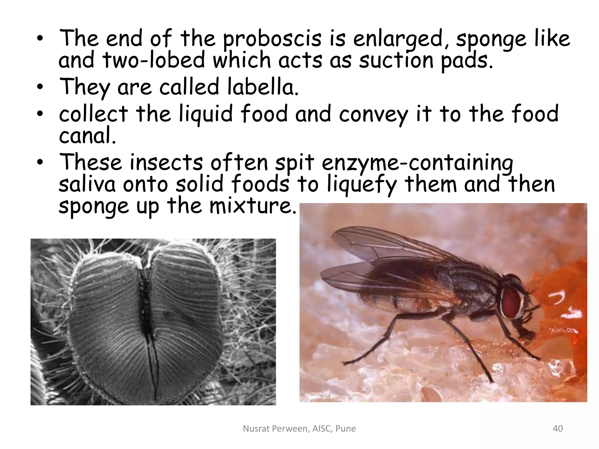 Mouth parts of insect | PPTX