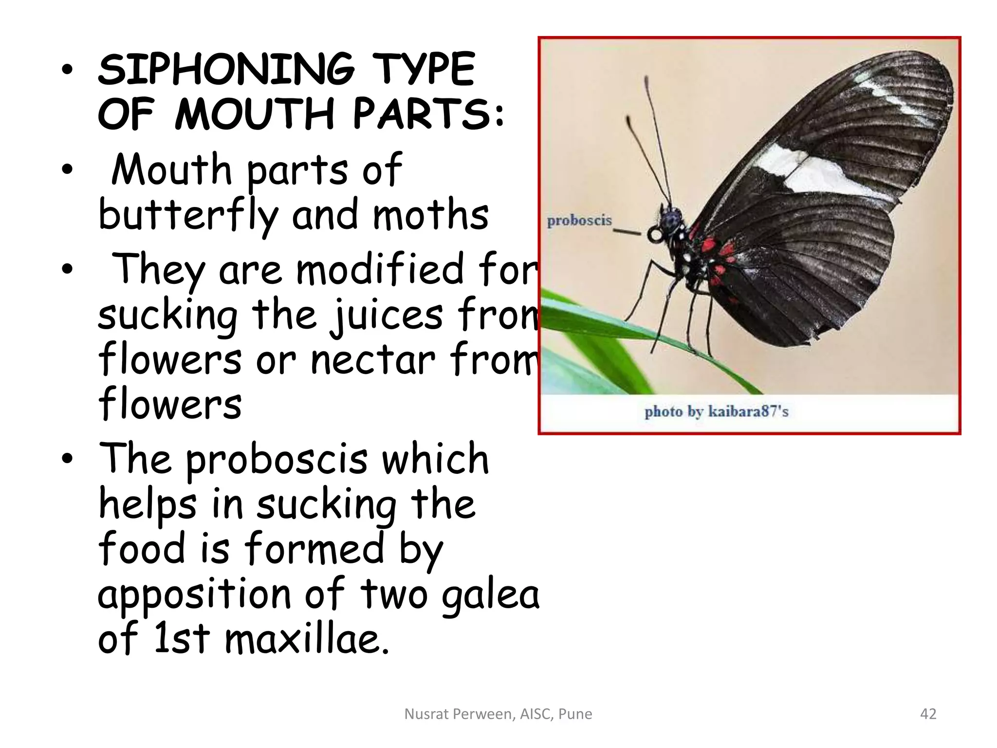 Mouth parts of insect | PPTX