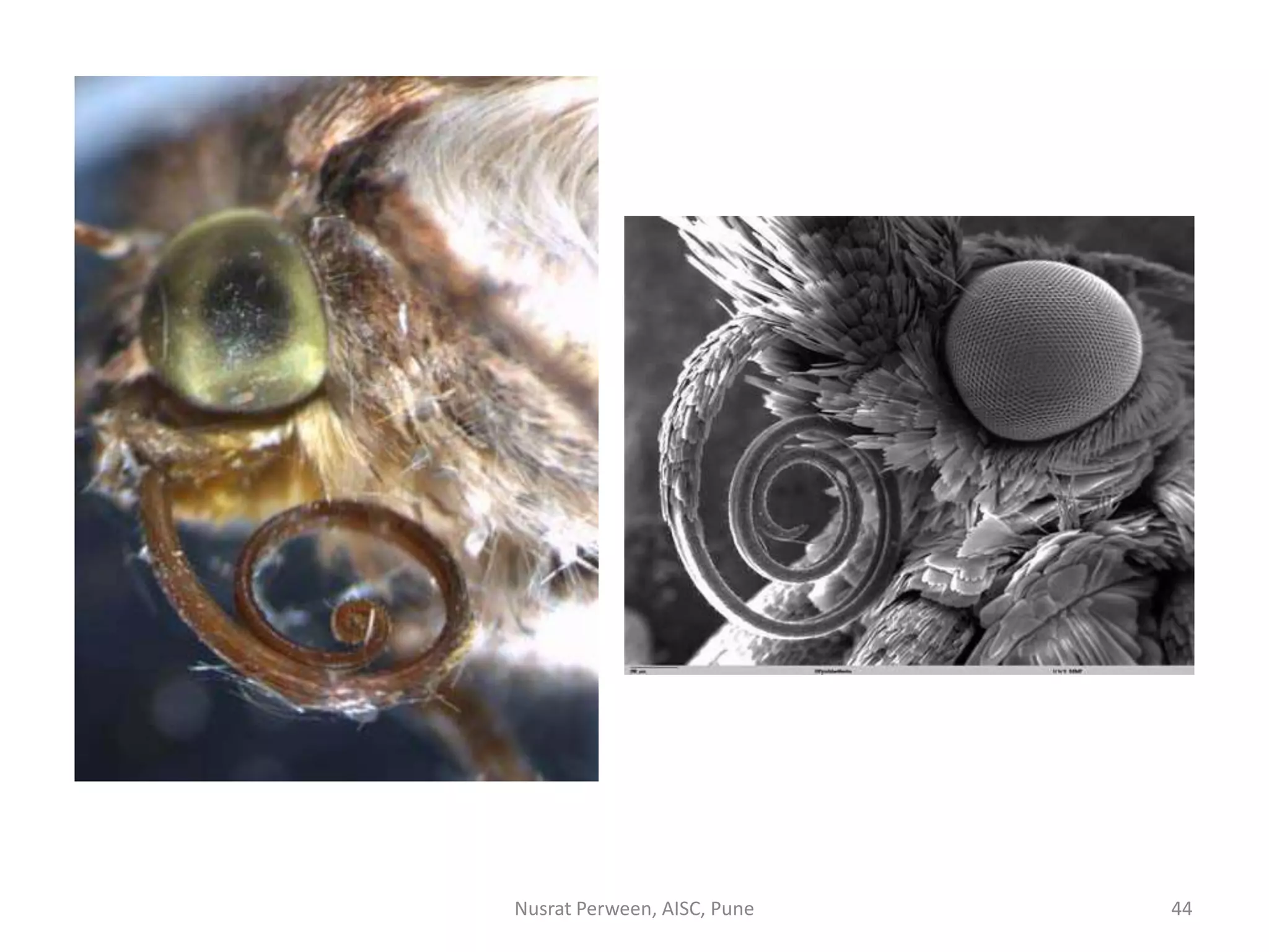 Mouth parts of insect | PPTX