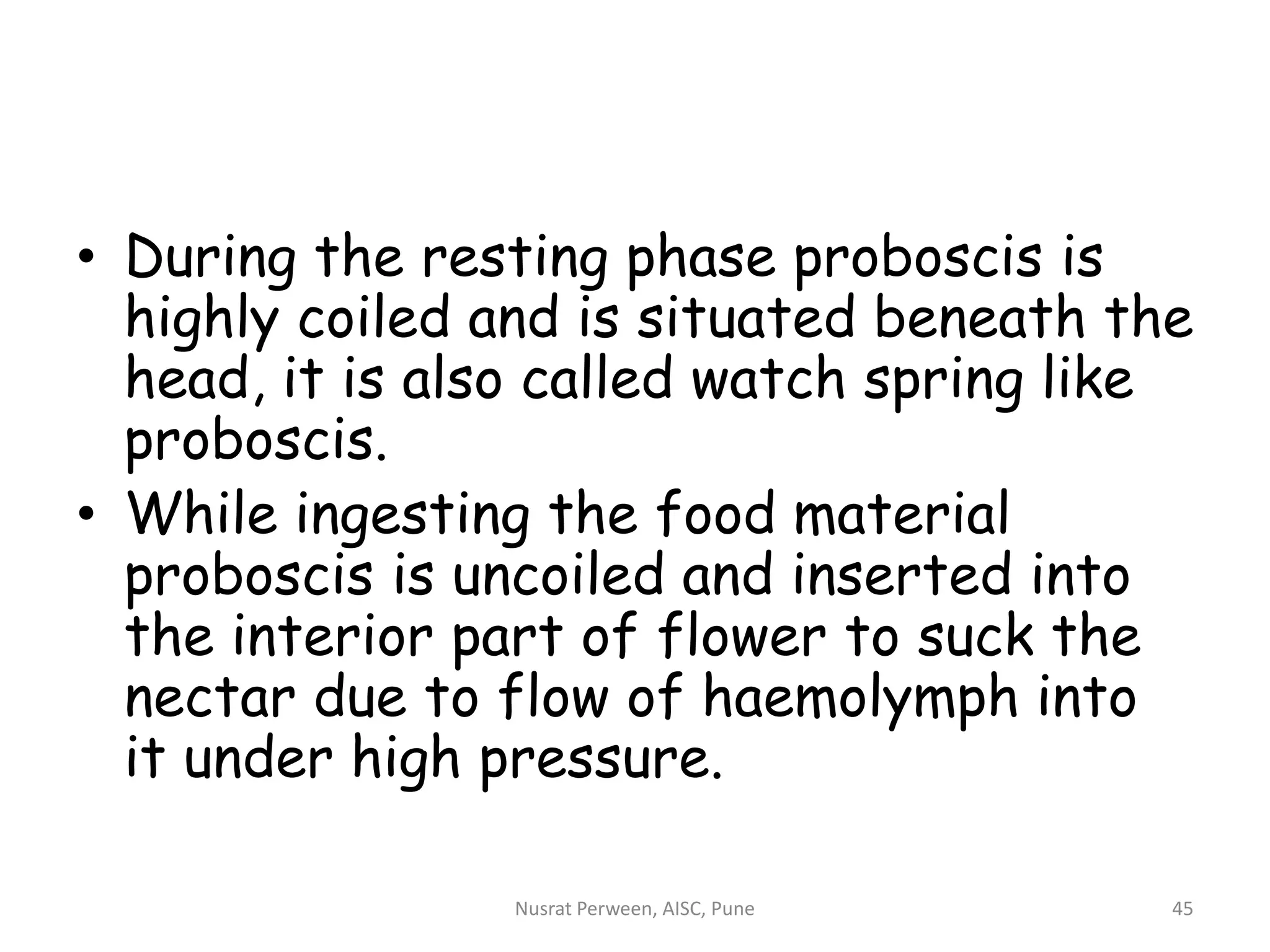 Mouth parts of insect | PPTX